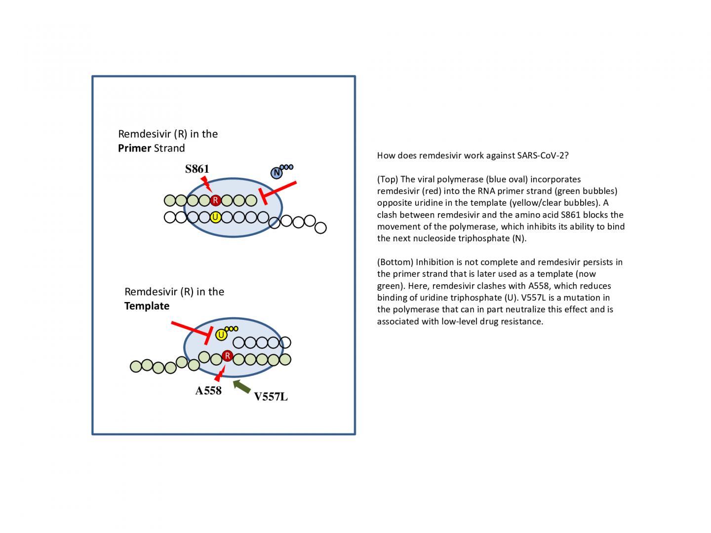 How does remdesivir work again [IMAGE] | EurekAlert! Science News Releases