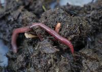Scientists solve mystery behind earthworm dig | EurekAlert!