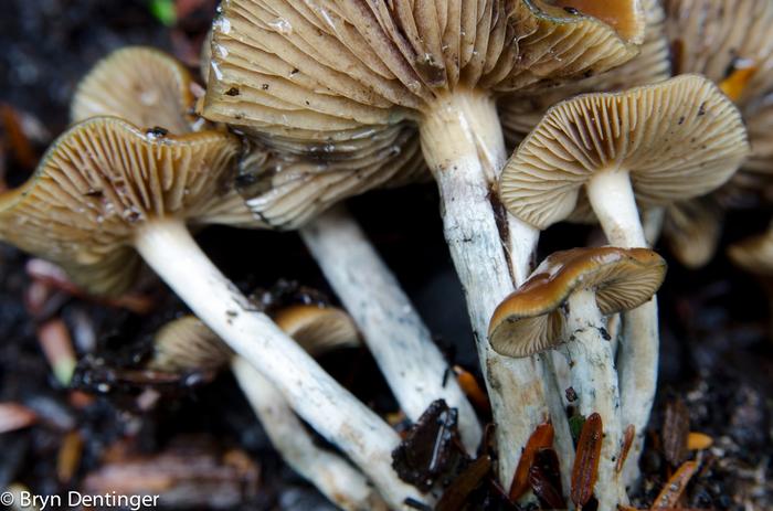 Psilocybe cyanescens [IMAGE] | EurekAlert! Science News Releases