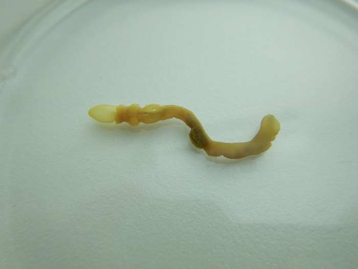 Acorn worm [IMAGE] | EurekAlert! Science News Releases