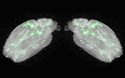 Birds-Brain [IMAGE] | EurekAlert! Science News Releases