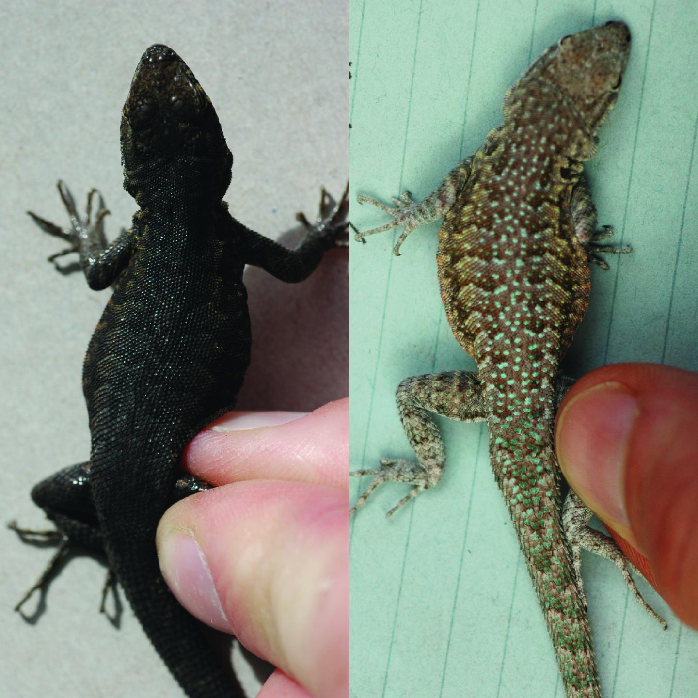Adaptable lizards illustrate key evolutionary | EurekAlert!