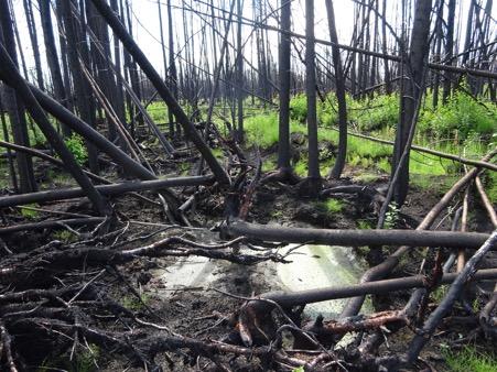Heavily Drained Bog [IMAGE] | EurekAlert! Science News Releases