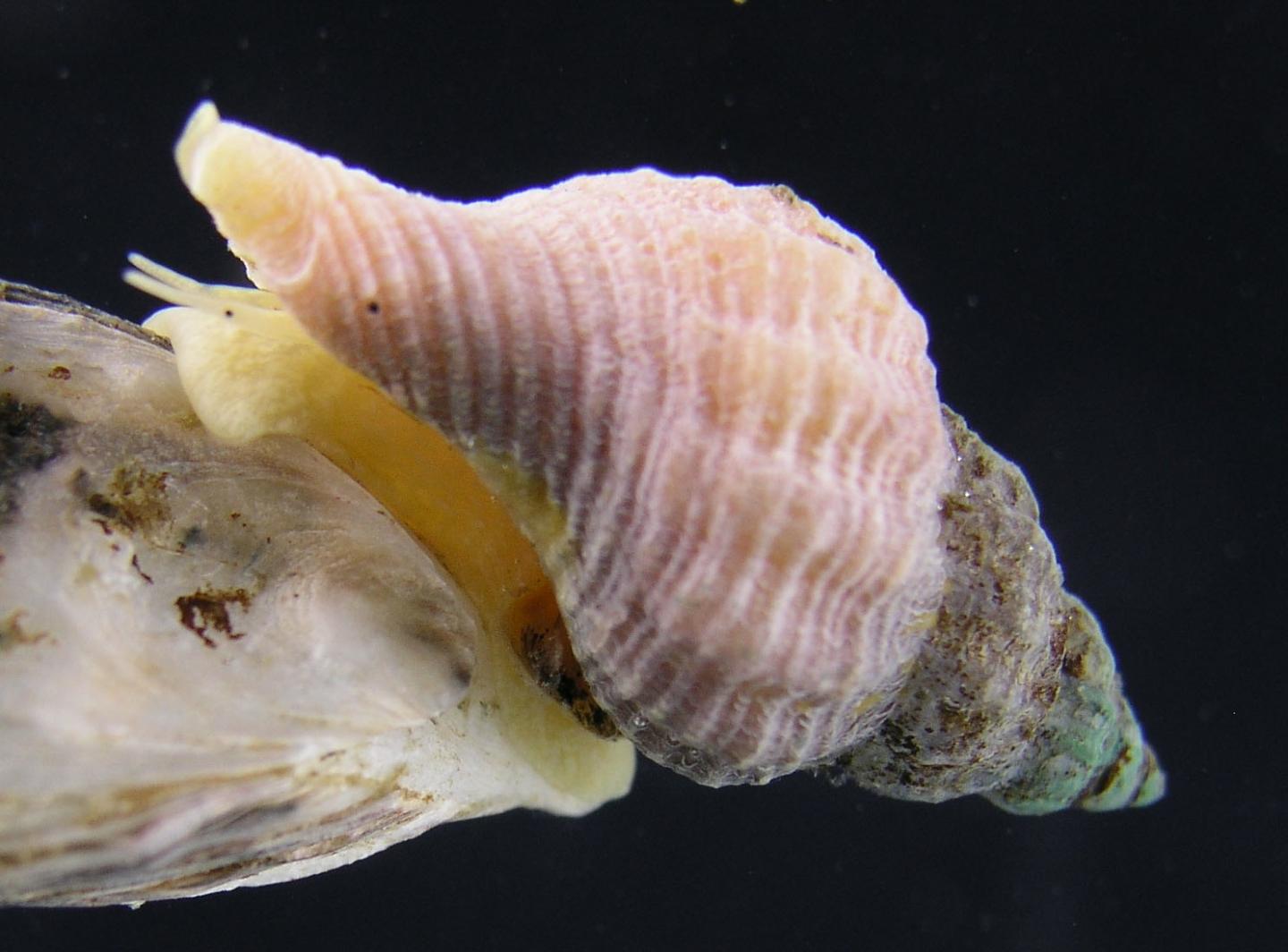 Invasive Snail [IMAGE] | EurekAlert! Science News Releases