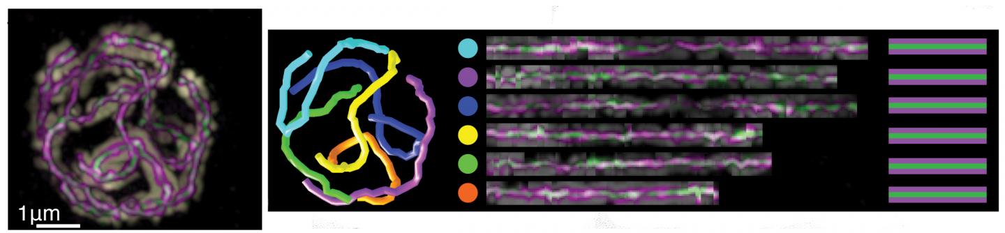 Observing DNA in a Tiny Worm [IMAGE] | EurekAlert! Science News Releases