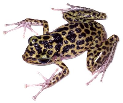 Hedges Spotted Haiti Frog [IMAGE] | EurekAlert! Science News Releases