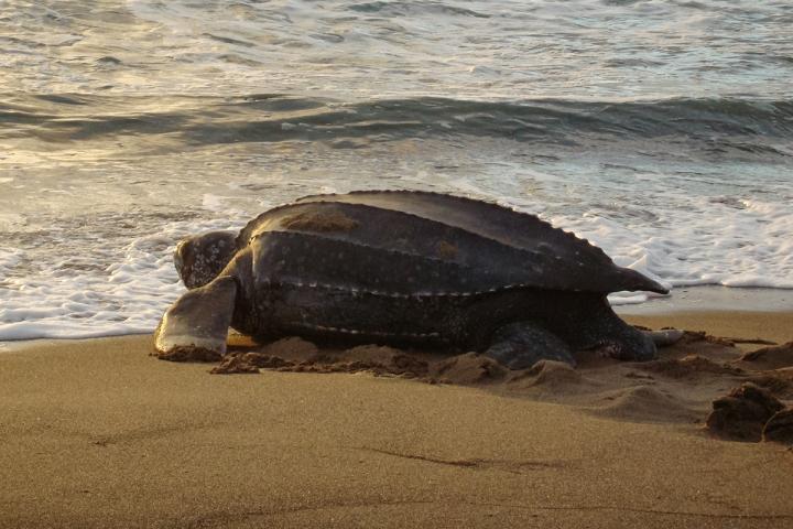 Leatherback sea turtles choose nest sites car | EurekAlert!