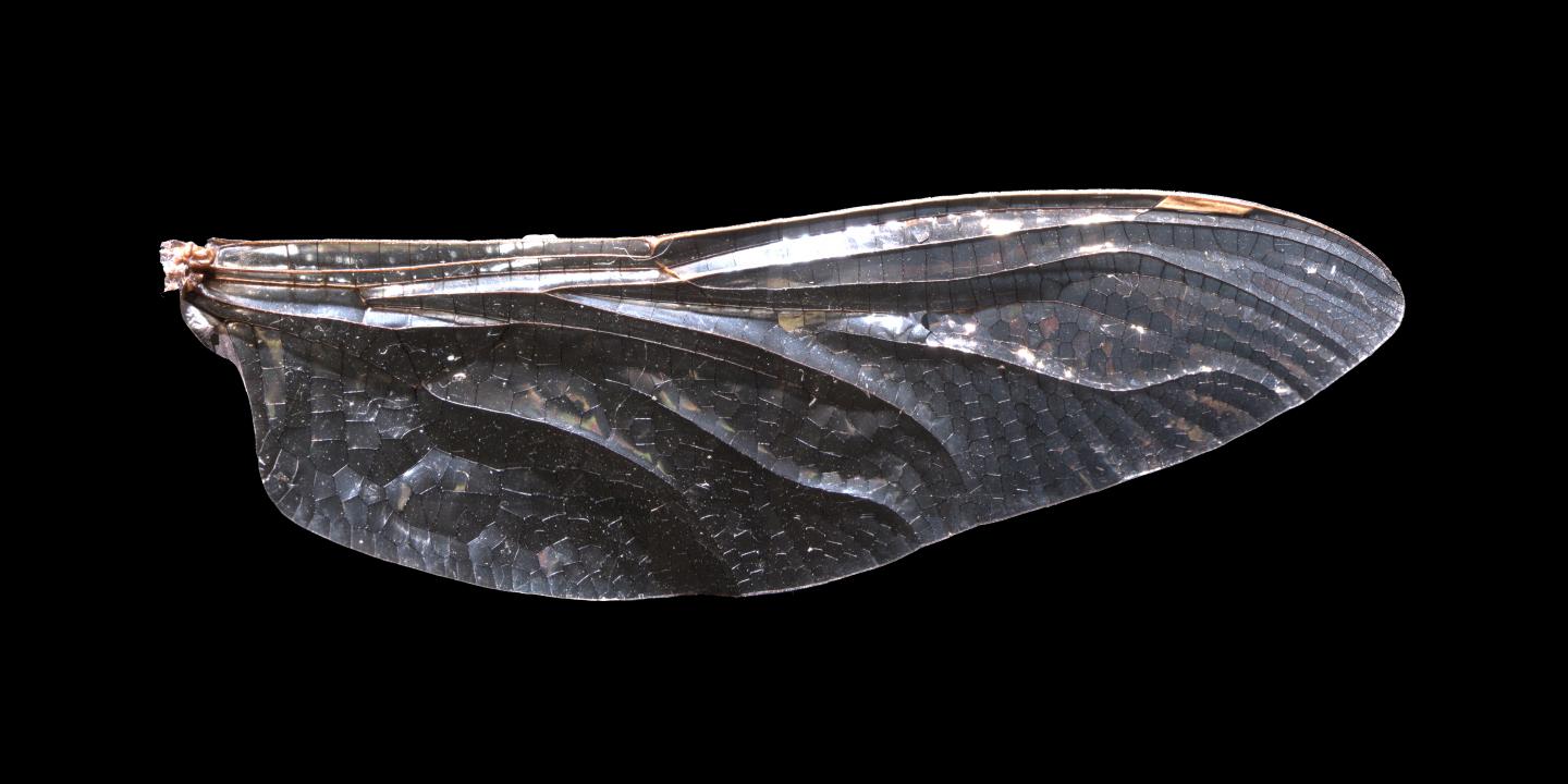 Aeshnid Hindwing [IMAGE] | EurekAlert! Science News Releases