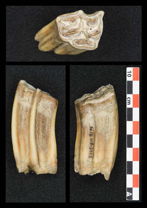 High crowned horse teeth [IMAGE] | EurekAlert! Science News Releases