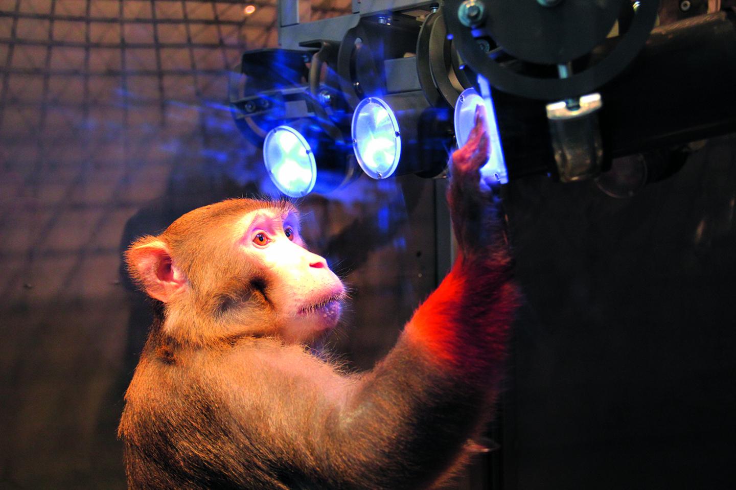 Rhesus Monkey in the Reach Cag [IMAGE] | EurekAlert! Science News Releases