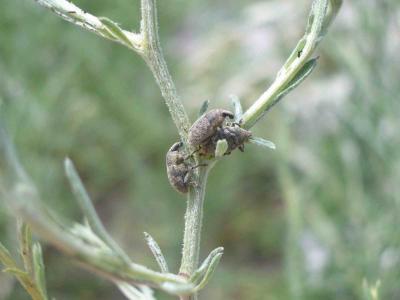 Larinus minutus [IMAGE] | EurekAlert! Science News Releases