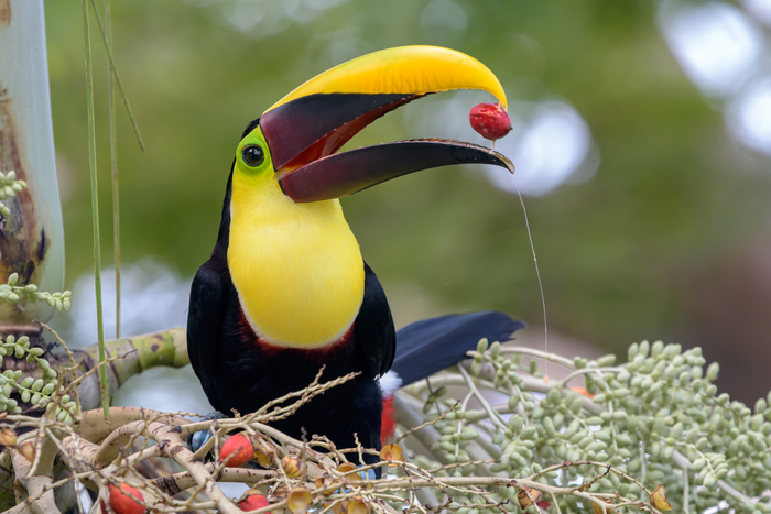 Yellow-throated Toucan [IMAGE] | EurekAlert! Science News Releases