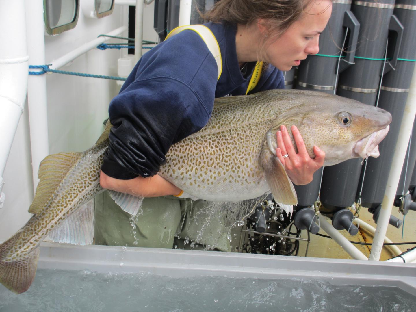 The great northern cod comeback | EurekAlert!