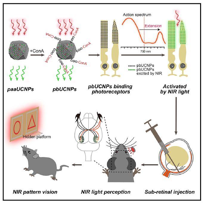 Infrared Vision Graphical Abst [IMAGE] | EurekAlert! Science News Releases