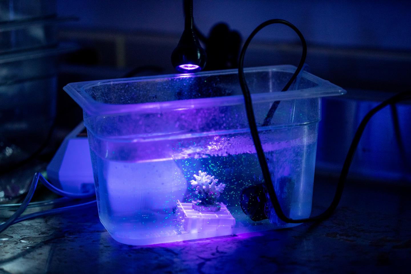 Experiment [IMAGE] | EurekAlert! Science News Releases