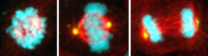 The stages of mitosis [IMAGE] | EurekAlert! Science News Releases