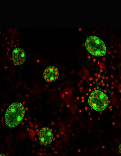 Pairs of Guard Cells Control t [IMAGE] | EurekAlert! Science News Releases