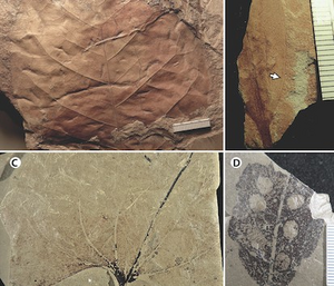 Plant fossils [IMAGE] | EurekAlert! Science News Releases