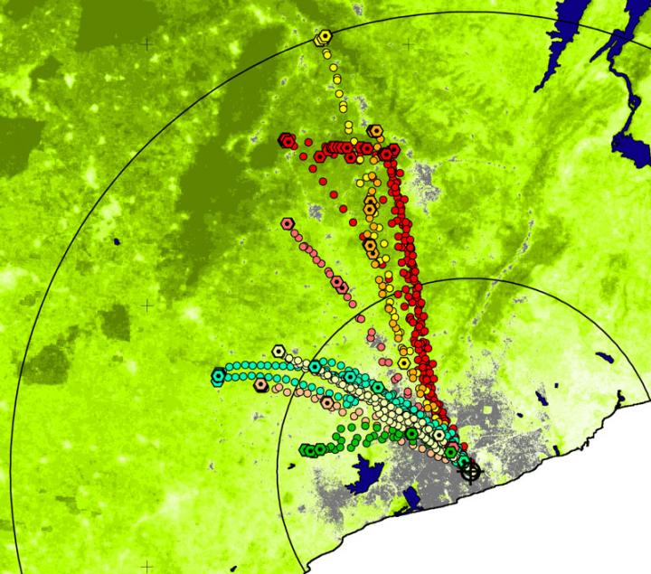 Migration Routes of Fruit Bats [IMAGE] | EurekAlert! Science News Releases