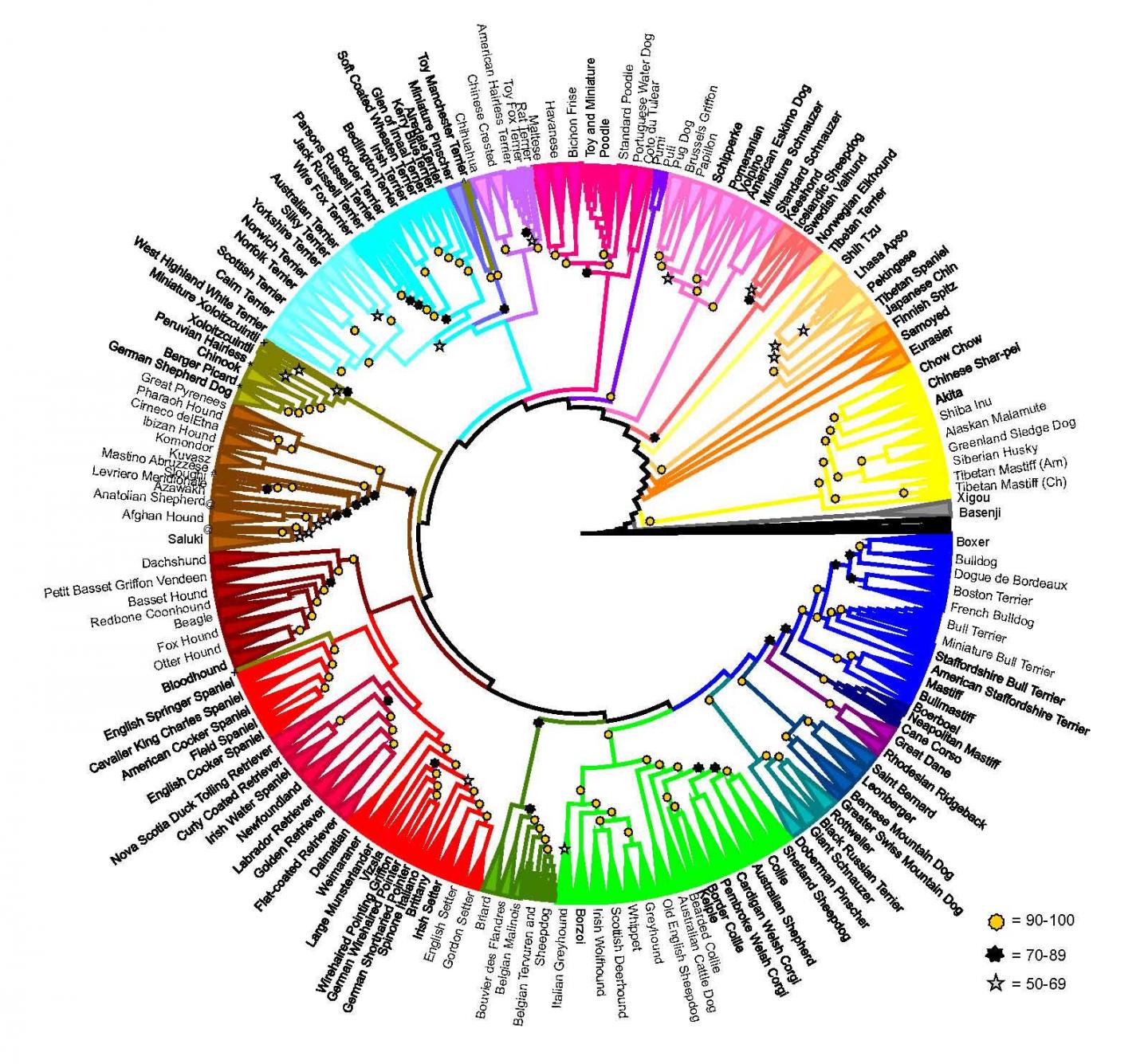 Dog Evolutionary Tree [IMAGE] | EurekAlert! Science News Releases