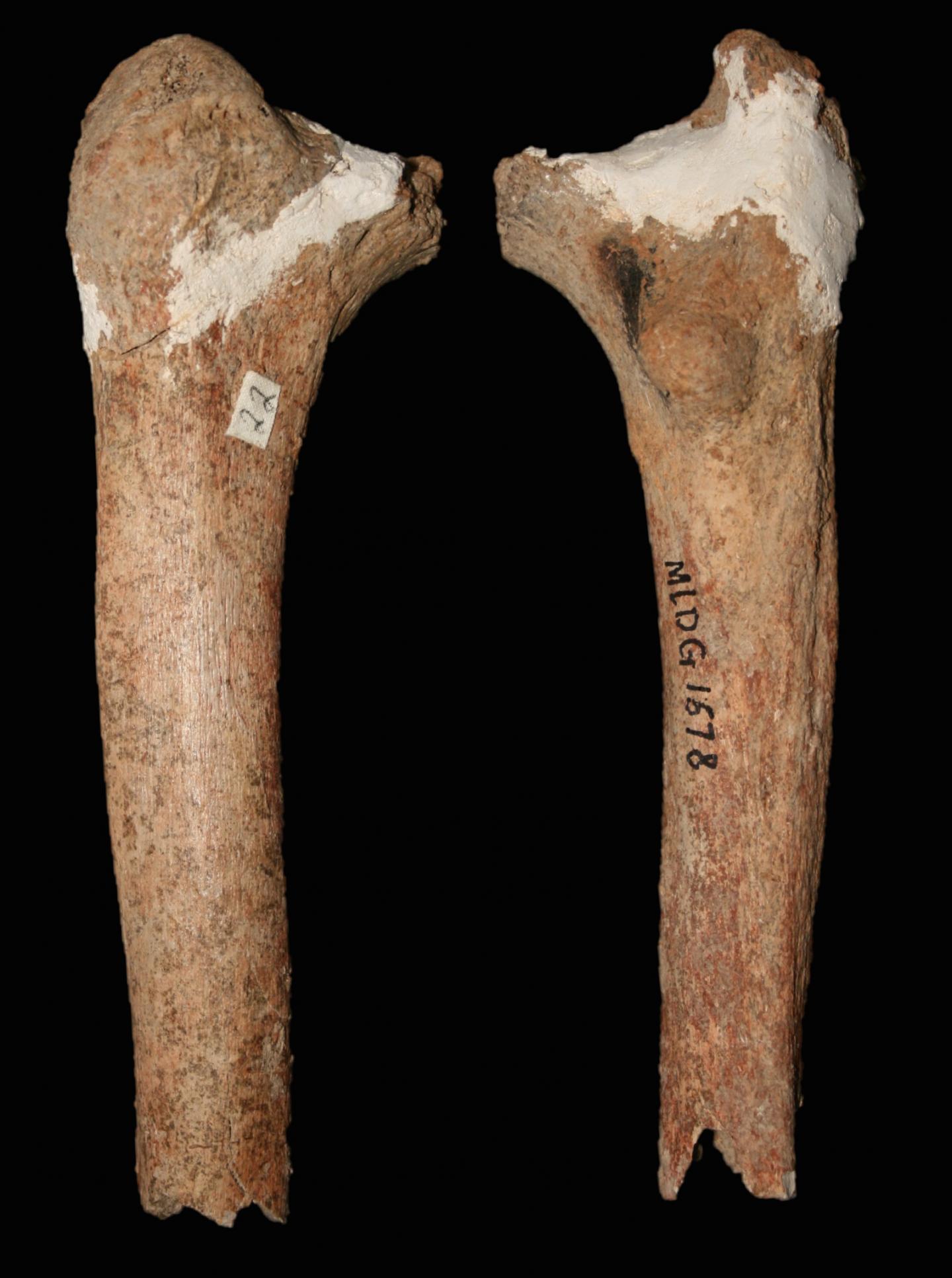 Thigh Bone [IMAGE] | EurekAlert! Science News Releases
