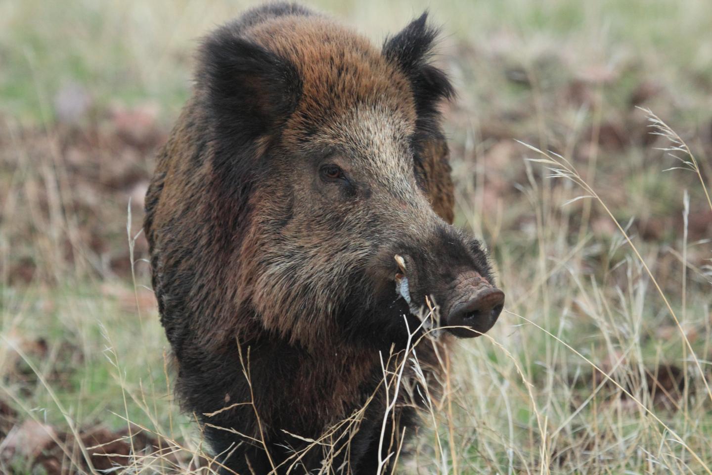 Male Wild Boar [IMAGE] | EurekAlert! Science News Releases