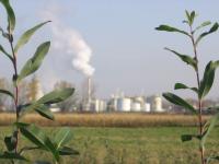 Can pollution help trees fight infection? | EurekAlert!