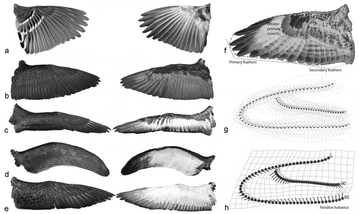 Shape of bird wings depends on ancestors more | EurekAlert!