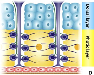 Firefly Photic Organ [IMAGE] | EurekAlert! Science News Releases