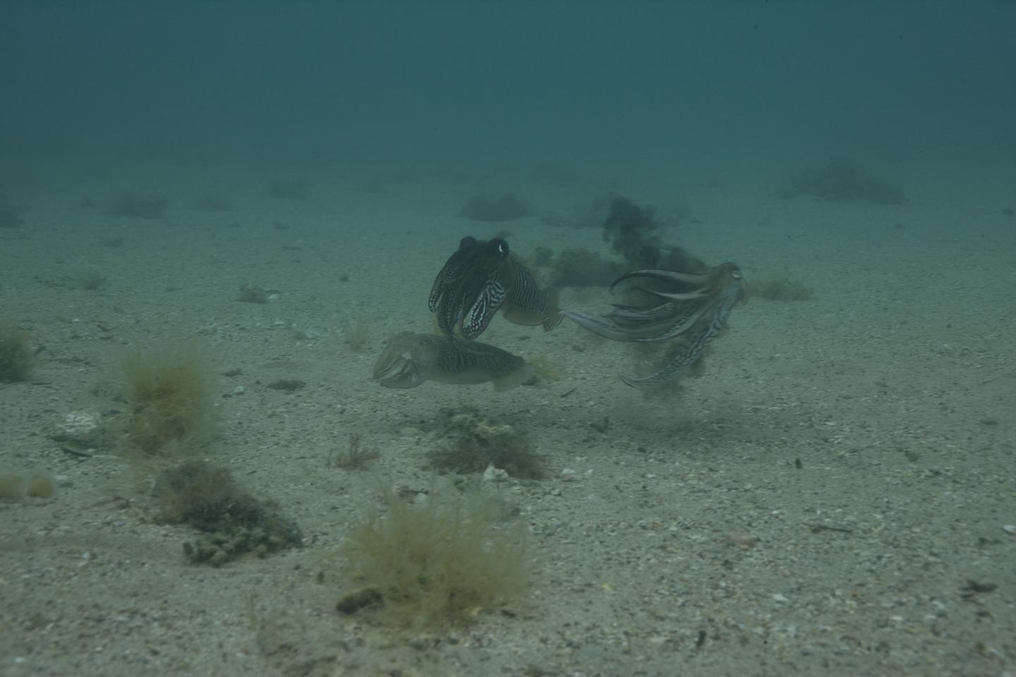 Fierce mating battle between w | EurekAlert! Science News Releases