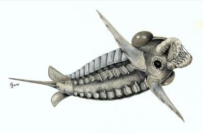 Tracing Evolution with a Great Appendage (2 o | EurekAlert!