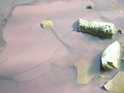 Planktothrix [IMAGE] | EurekAlert! Science News Releases