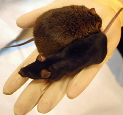 Genetically Fat Mice [IMAGE] | EurekAlert! Science News Releases