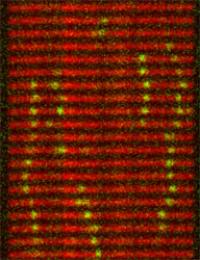 One-dimensional diffusion accelerates molecul | EurekAlert!