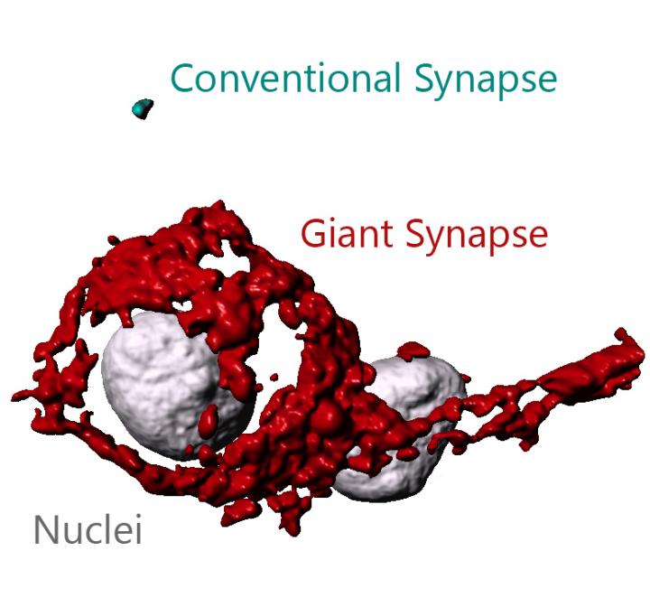 Visual Comparison of a Giant S [IMAGE] | EurekAlert! Science News Releases