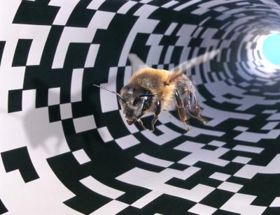 Honey Bee Perception [IMAGE] | EurekAlert! Science News Releases