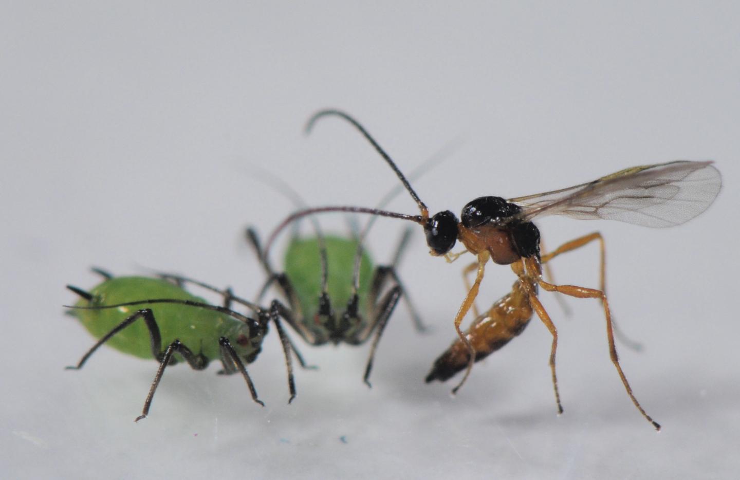 Parasitoid Wasp Attacking Aphi [IMAGE] | EurekAlert! Science News Releases