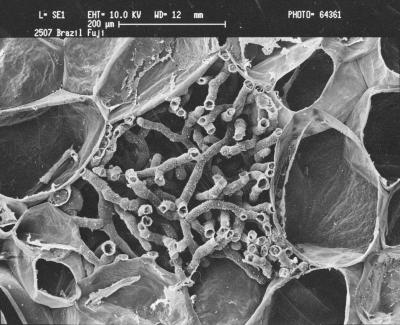 Callus Hair Growth [IMAGE] | EurekAlert! Science News Releases