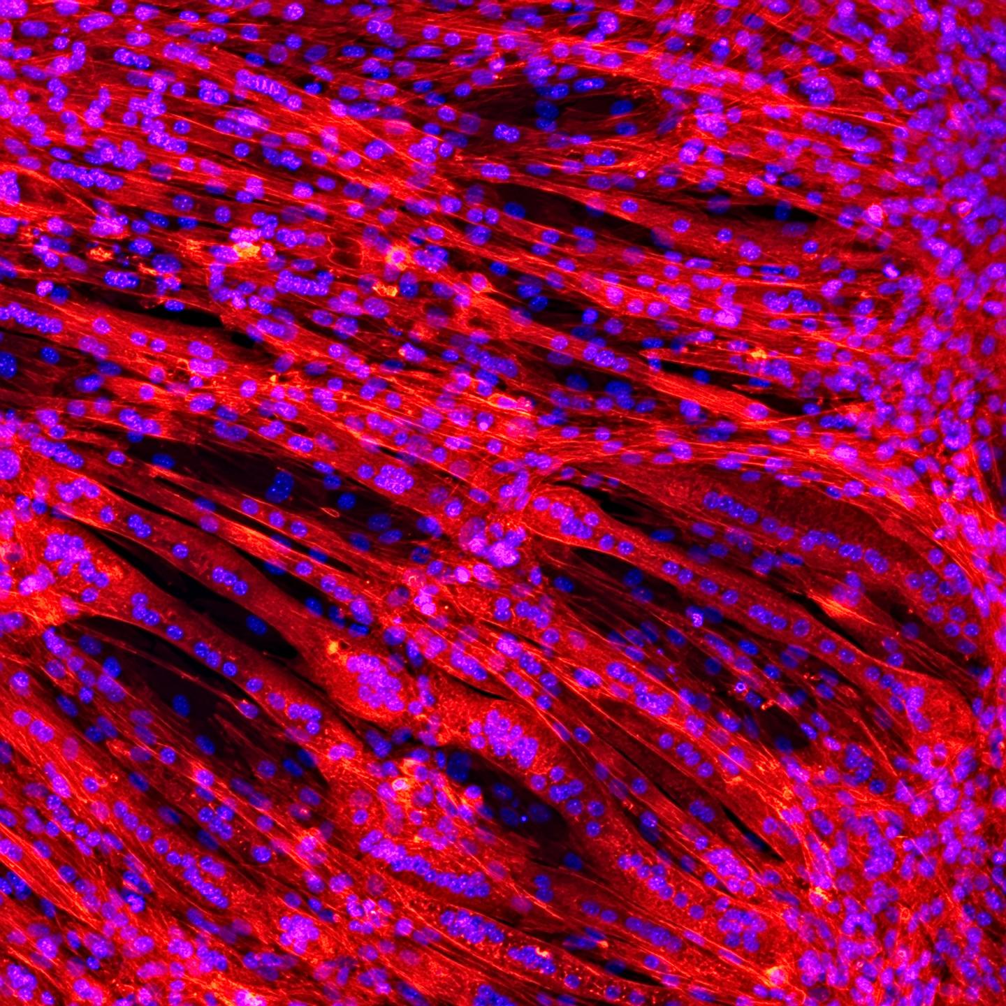 Imitating Nature [IMAGE] | EurekAlert! Science News Releases