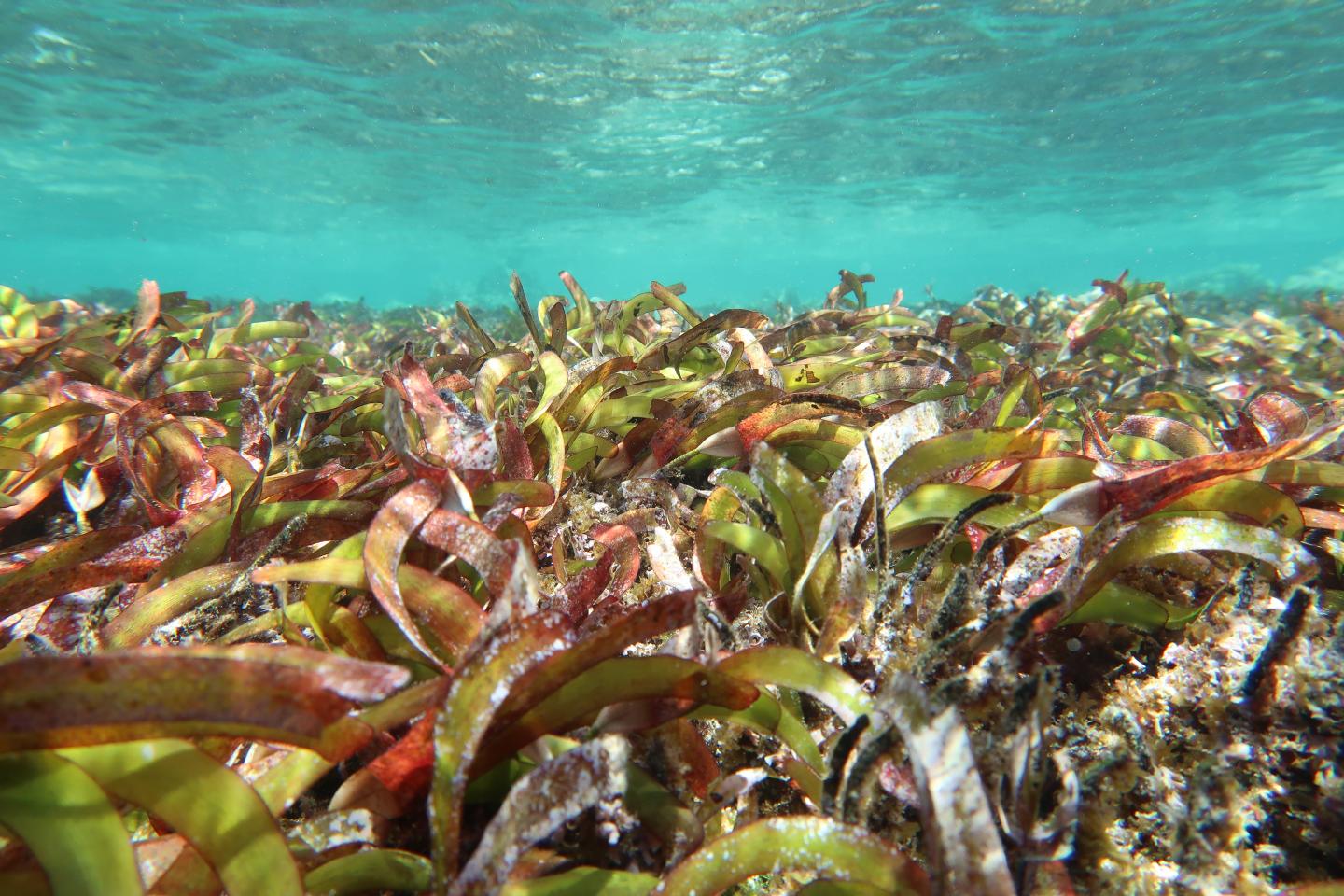 Oxygen Supersaturation Protect [IMAGE] | EurekAlert! Science News Releases