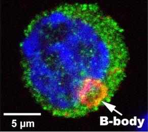 Balbiani Body [IMAGE] | EurekAlert! Science News Releases