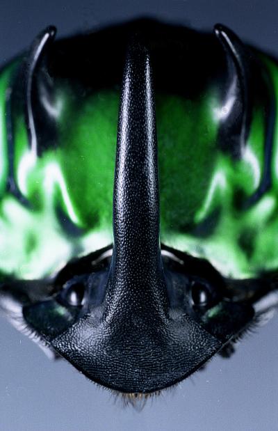 Multiple Turning Points in Beetle Development | EurekAlert!