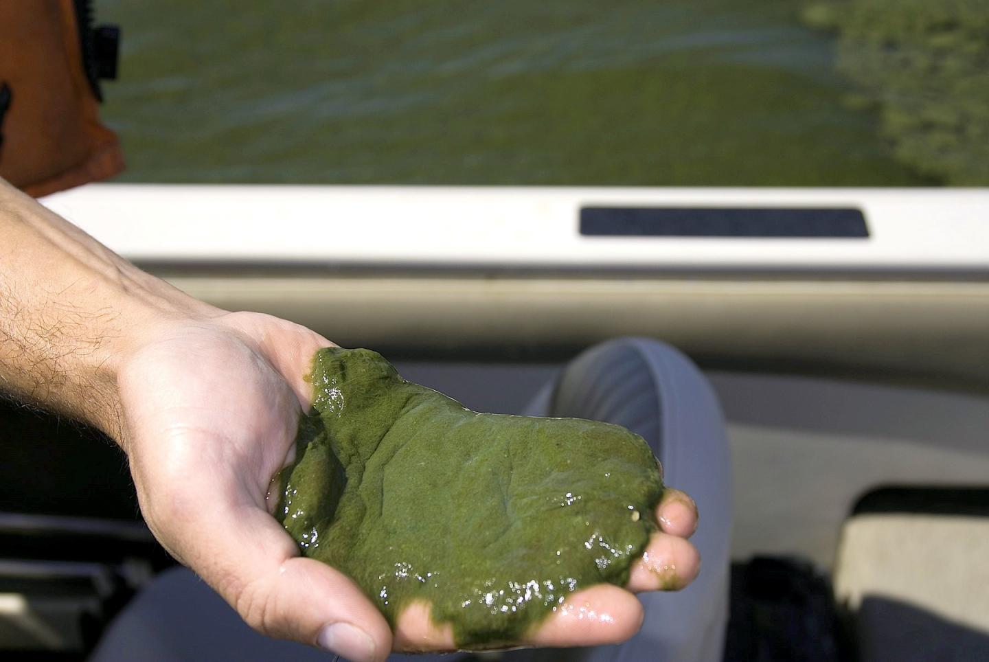 Cyanobacteria [IMAGE] | EurekAlert! Science News Releases