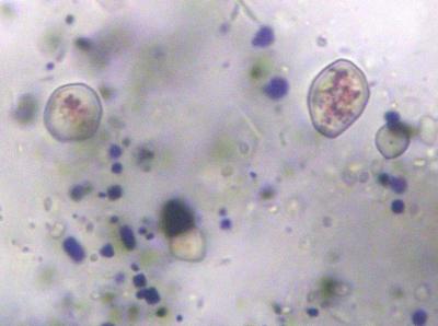 Hematite Inside [IMAGE] | EurekAlert! Science News Releases