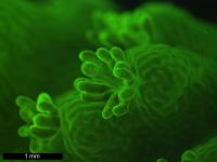 Comprehending Coral's Complex Response to Cli | EurekAlert!