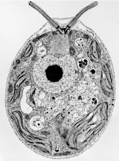 Green Algae Genome Gives Histo [IMAGE] | EurekAlert! Science News Releases