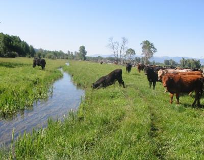 Agricultural Stream [IMAGE] | EurekAlert! Science News Releases