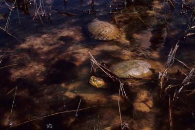 Trachemys adiutrix [IMAGE] | EurekAlert! Science News Releases