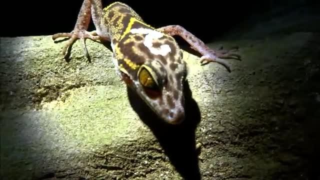 Tiger geckos in Vietnam could be the next spe | EurekAlert!