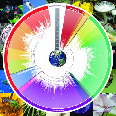 'TimeTree' Application (2 of 2 [IMAGE] | EurekAlert! Science News Releases